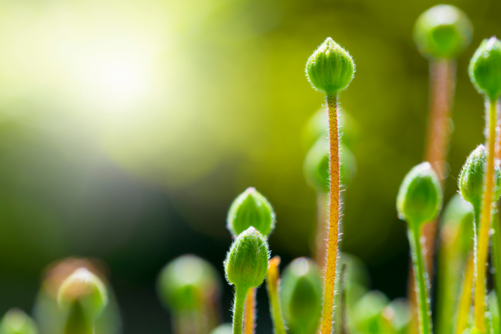 Girlology, Inc. » What to Expect When Breasts Bud